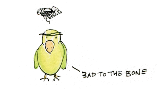 My life with Grumpy Parrot (a short-ish webcomic) | simonandfinn